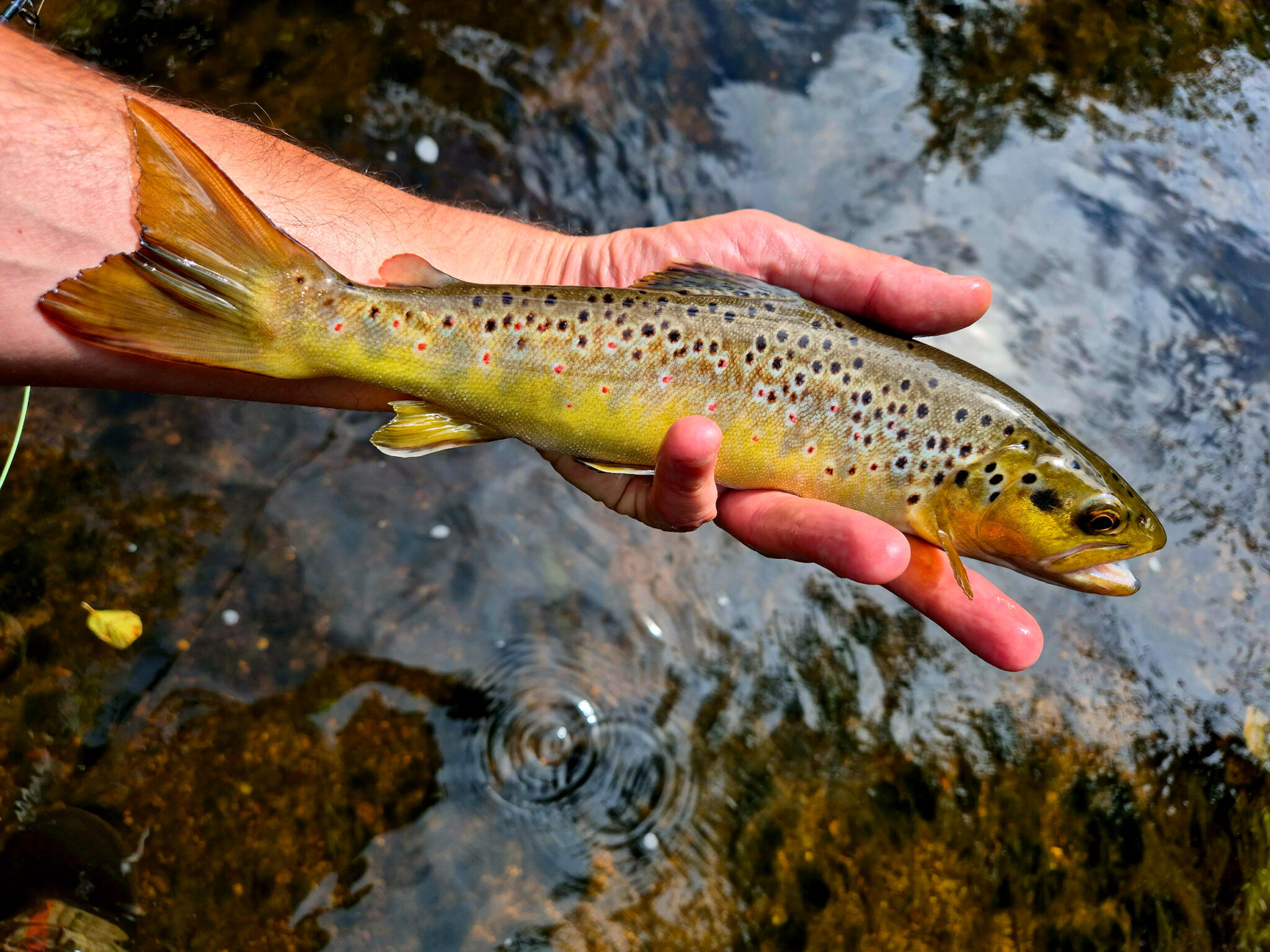 La pêche des salmonidés (Truite fario et arc-en-ciel) - Fédération du ...